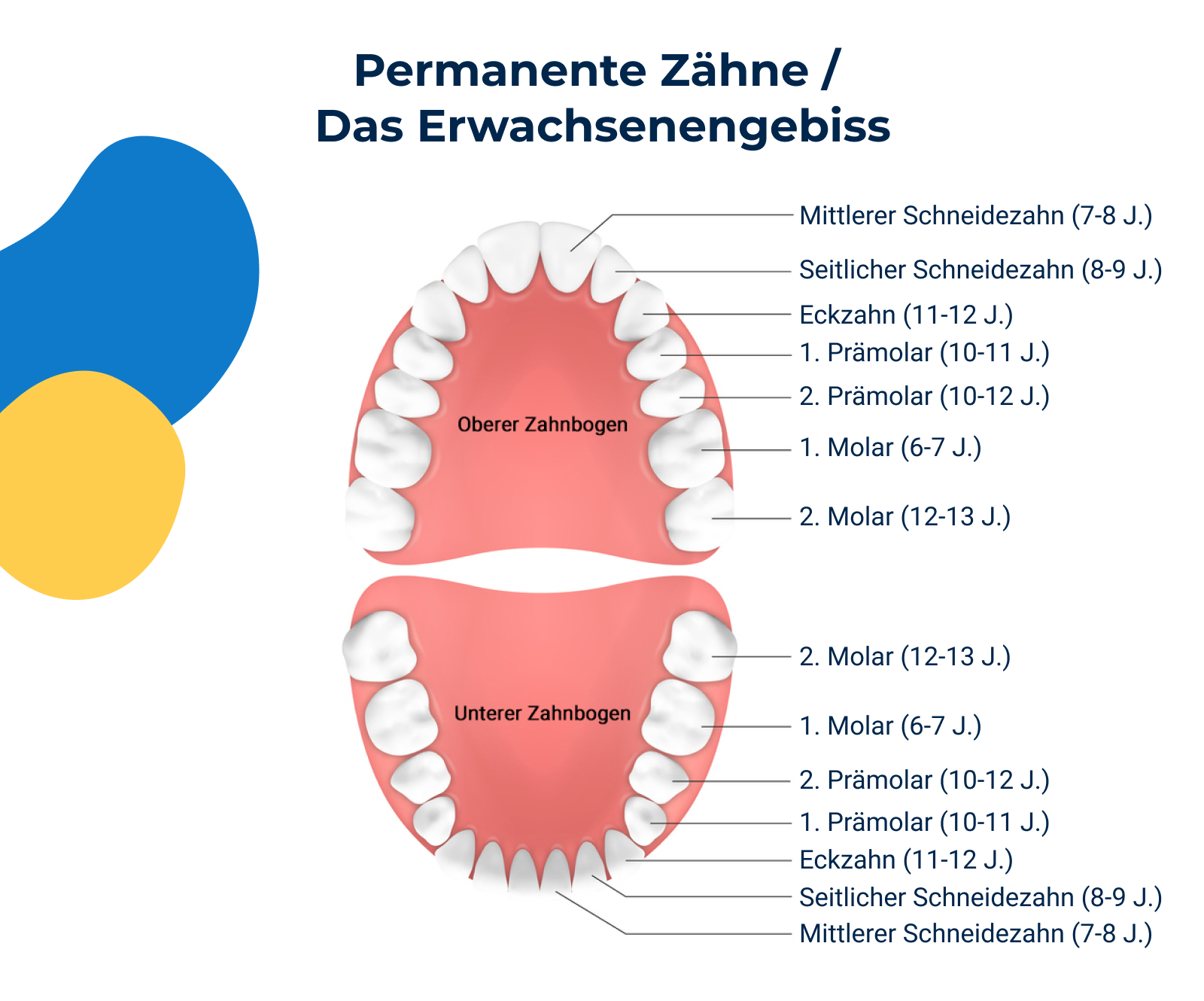 Zahnwechsel bei Kindern: Wann fallen welche Zähne aus?