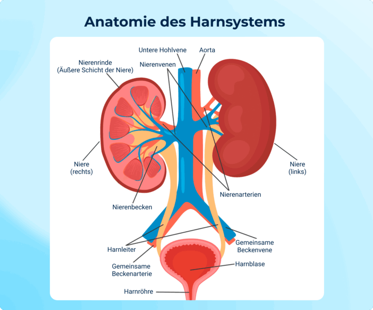 Was macht ein Urologe? | Aufgaben, Behandlungen & Schwerpunkte