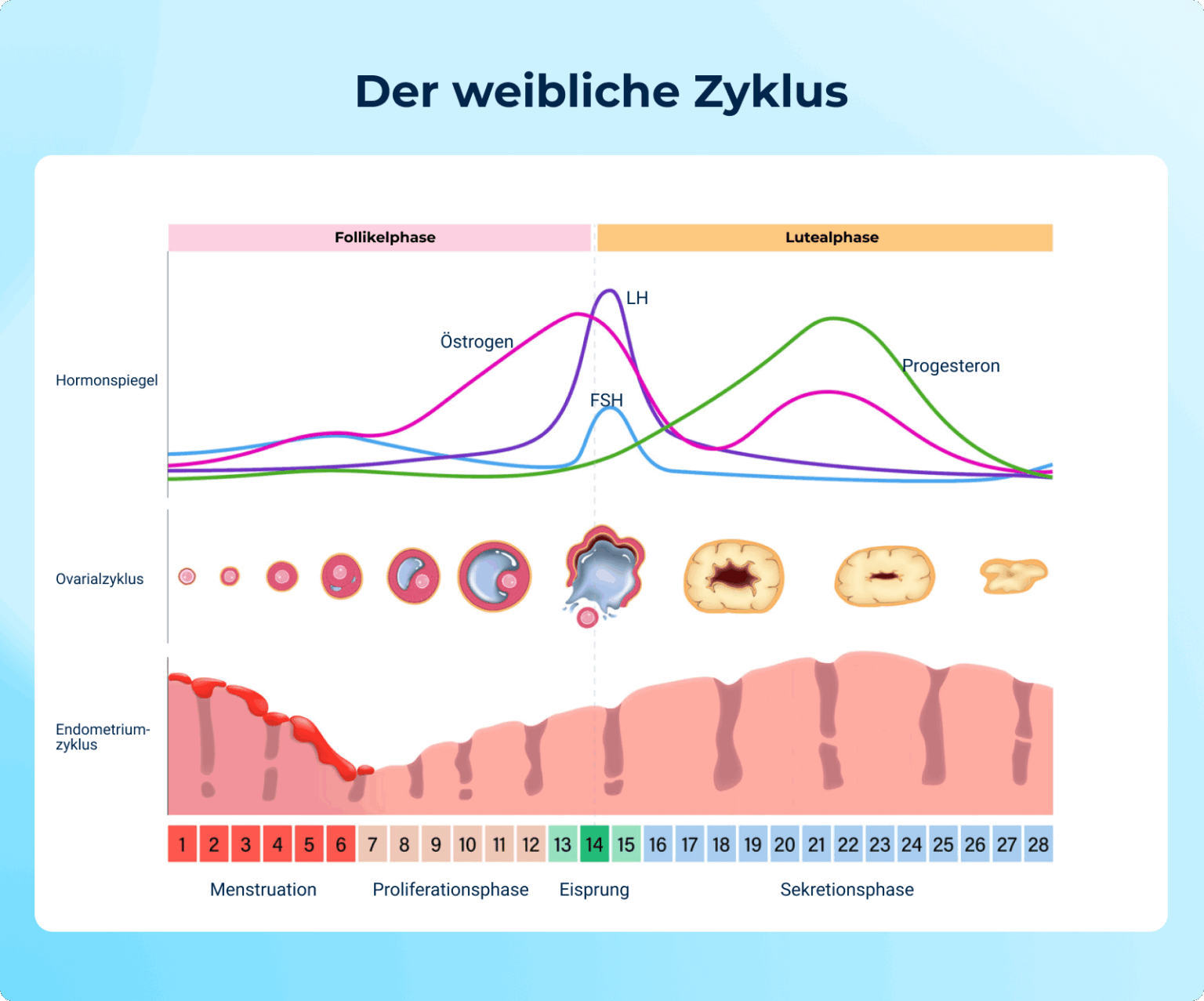 Die Phasen des weiblichen Zyklus einfach erklärt | Doctolib